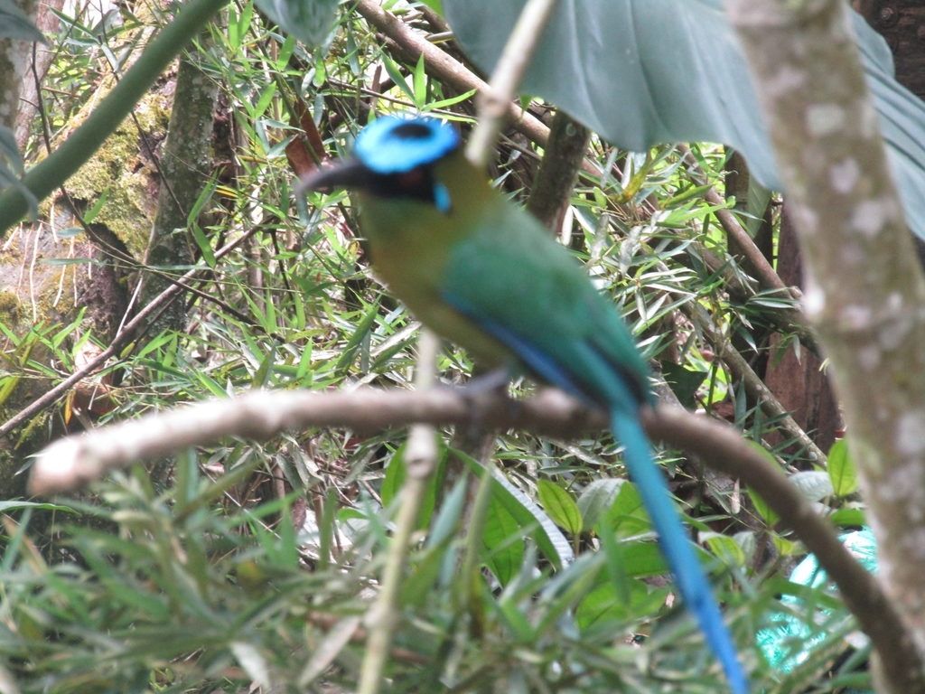 Blue-crowned and Russet-crowned Motmots from Cali on August 25, 2020 at ...
