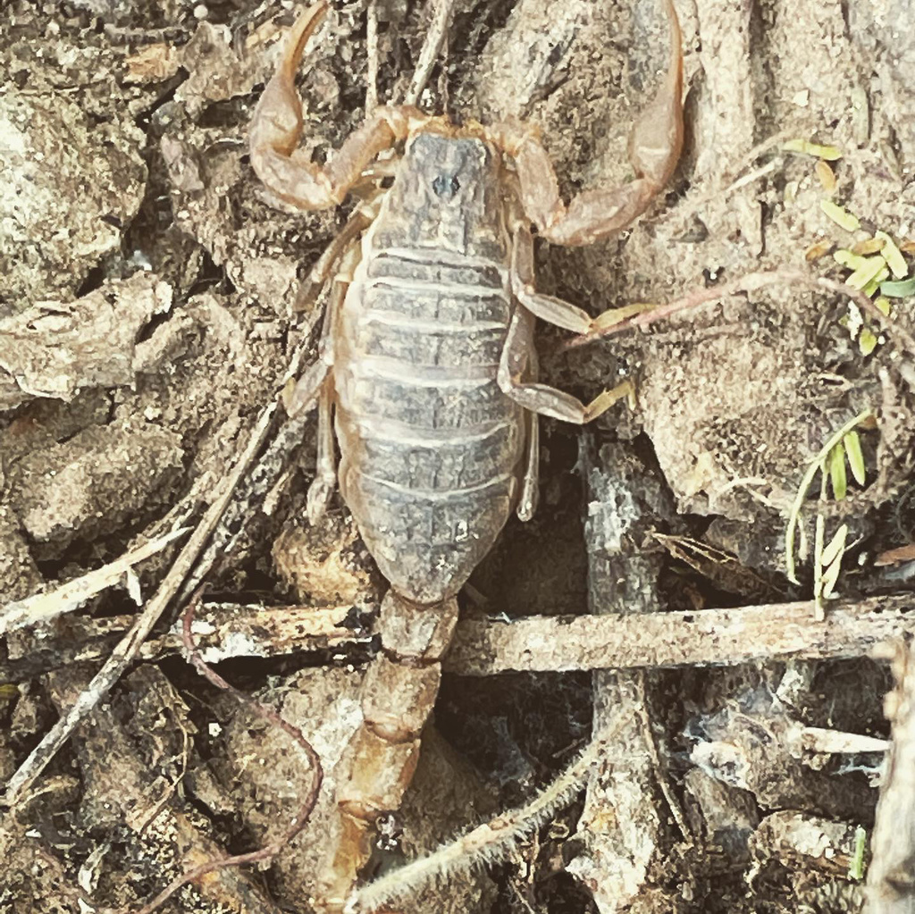 Eastern Ridge-back Scorpion from Kajiado, Kajiado, Rift Valley, KE on ...