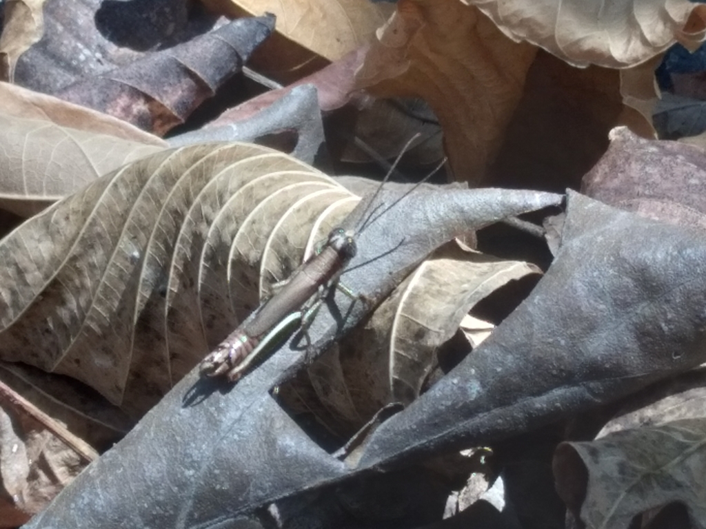 Proctolabus brachypterus from Puerto Vallarta, MX-JA, MX on May 01 ...