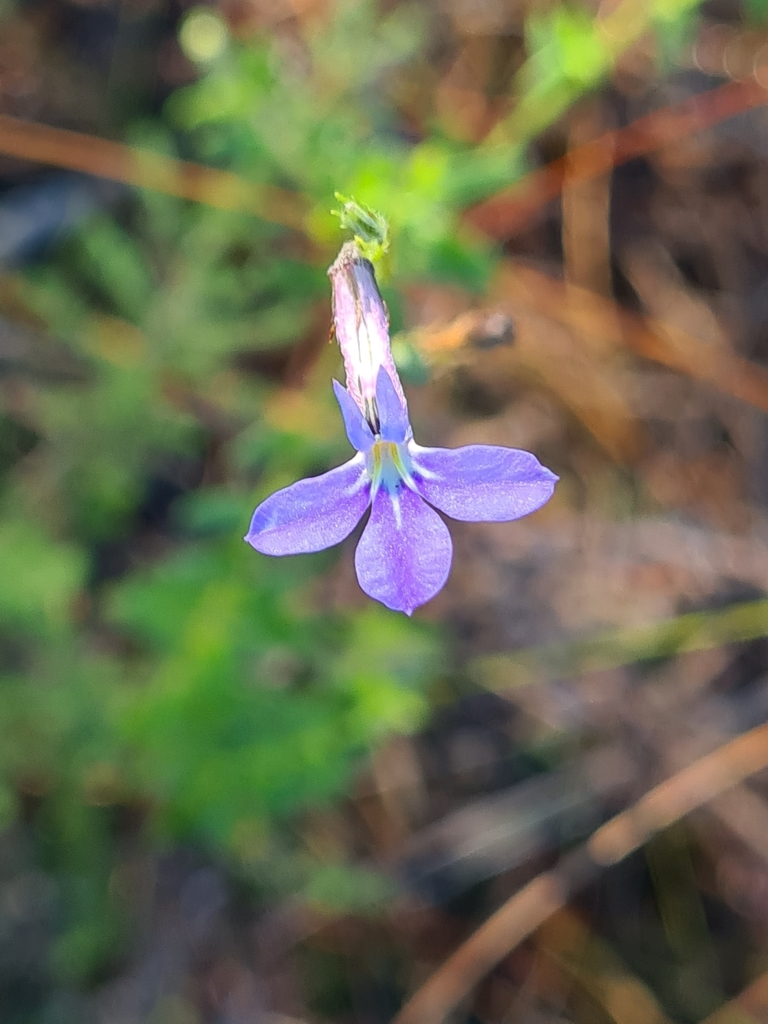 Rough Lobelia from Reflections Eco-Reserve on May 02, 2021 at 11:42 AM ...