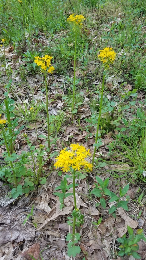 Butterweed from 301 Southwark Ln, St. Louis, MO 63125, USA on May 02 ...