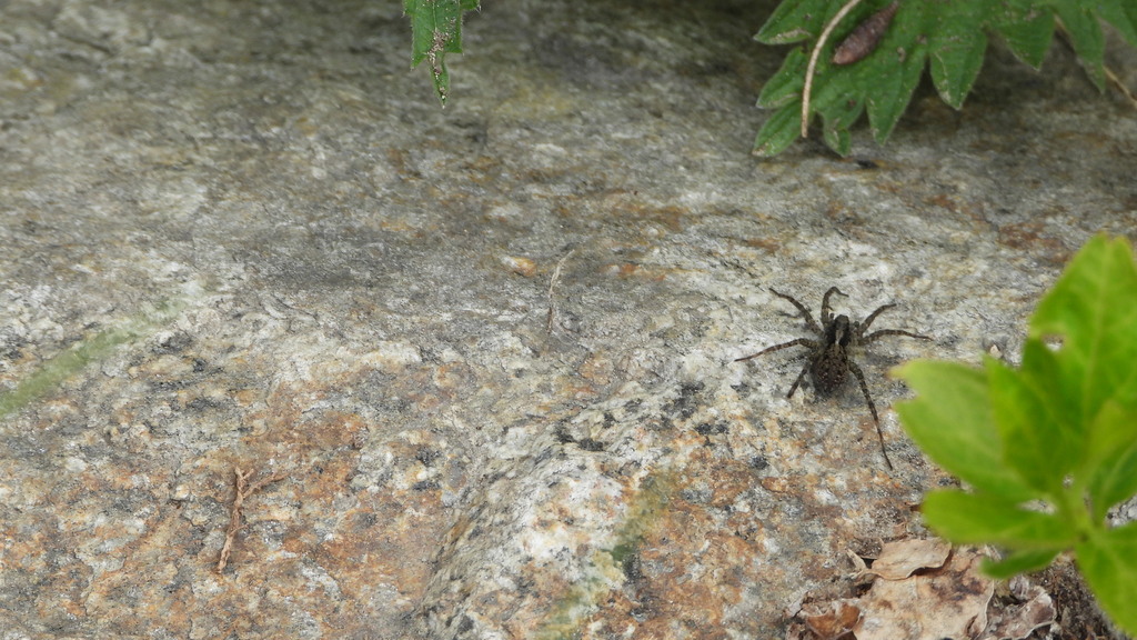 Fox Spiders from Hollabrunn, Österreich on May 1, 2021 at 04:45 PM by ...