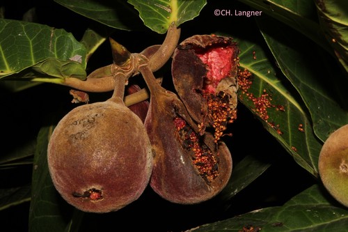 Ficus habrophylla · iNaturalist