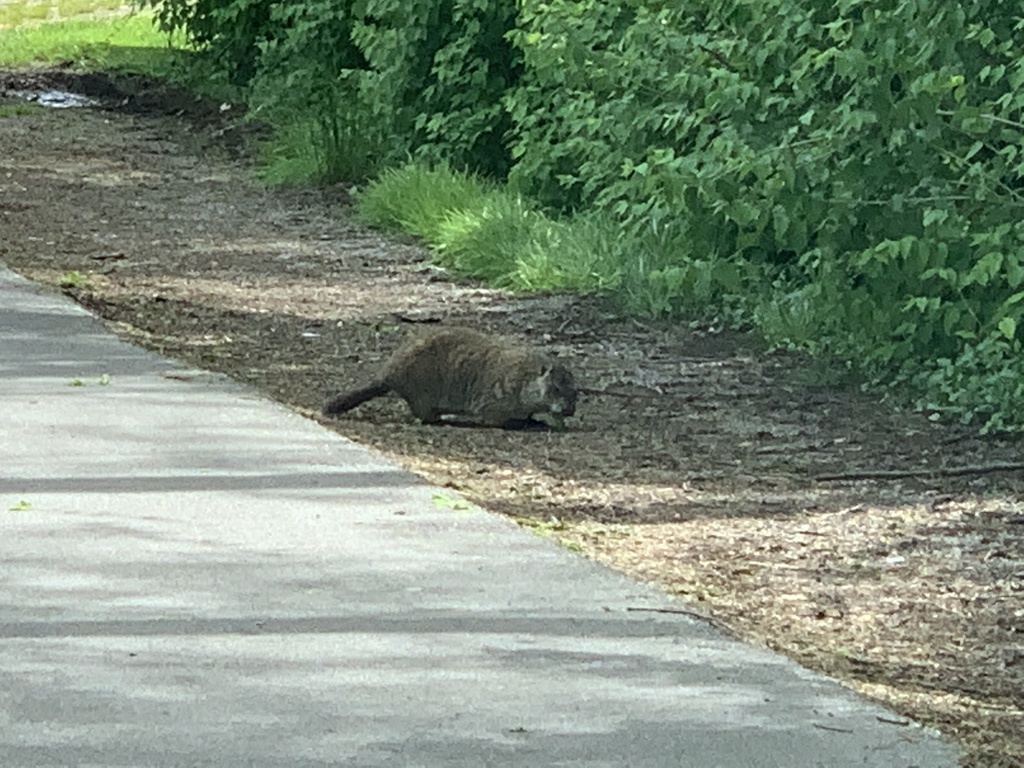 Groundhog from Old Nicholasville Rd, Lexington, KY, US on May 02, 2021 ...