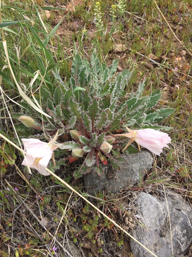 evening primroses, sundrops, and beeblossoms from E 18th Ave, Salt Lake ...