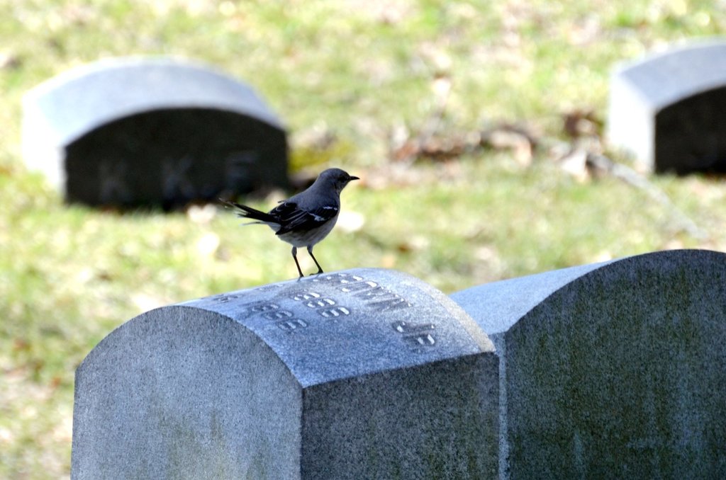 Northern Mockingbird from Brooklyn, ny on March 6, 2011 by Sara ...