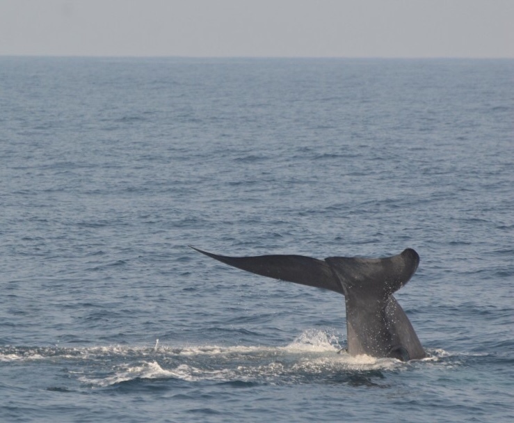 Northern Indian Blue Whale (Balaenoptera musculus indica) - Marine Life ...