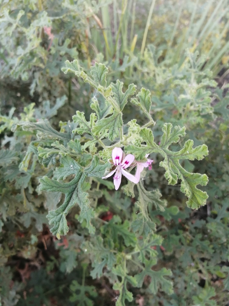 oak-leaved geranium from Helderberg Nature Reserve, Cape Town, 7135 ...