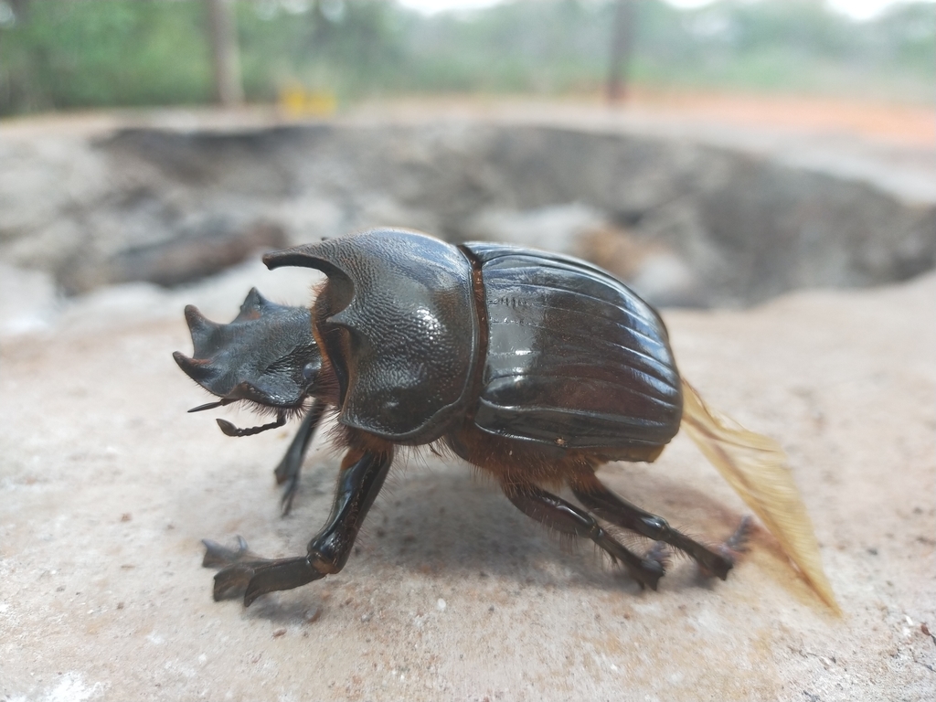 Heliocopris dilloni from Maungu, Kenya on April 17, 2021 at 10:51 AM by ...