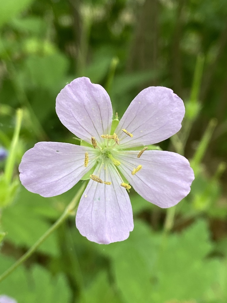 wild geranium from Forest Park, St. Louis, MO, US on May 2, 2021 at 12: ...