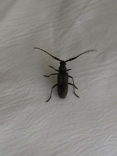 Pachydissus boops · iNaturalist Ecuador