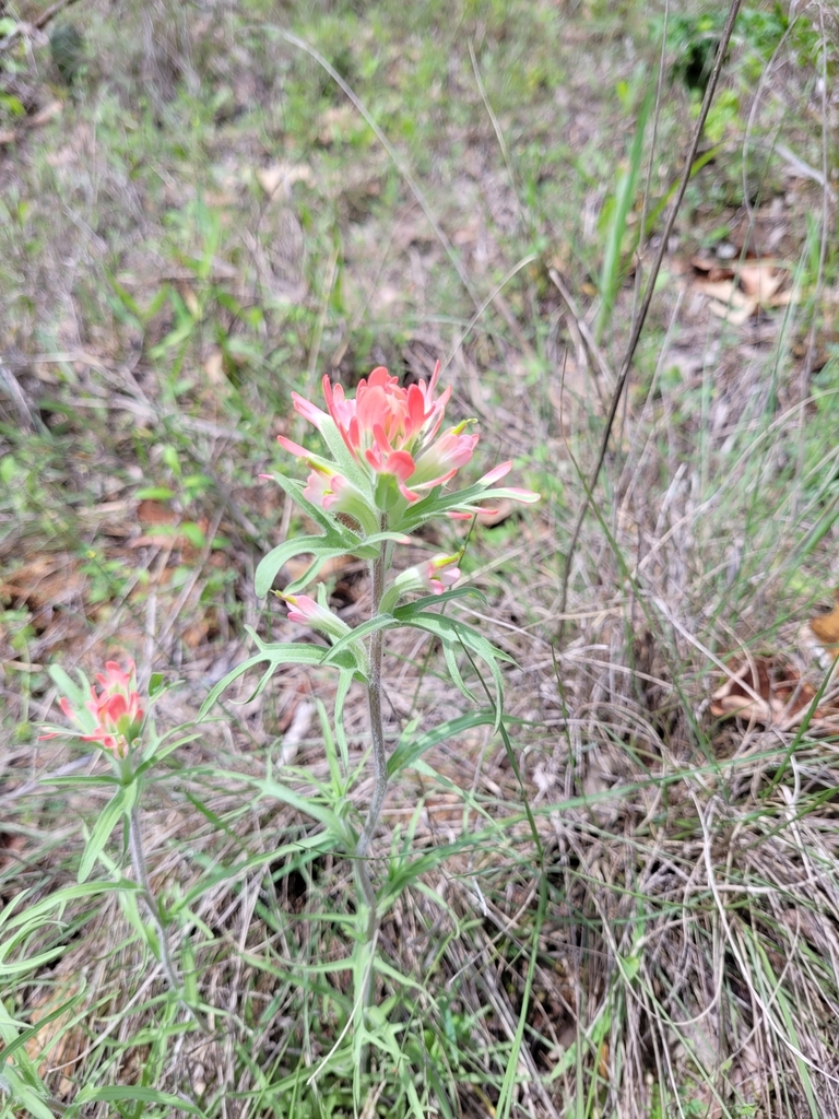 Hybrid Texas-Purple Paintbrush from Lakeside, TX 76135, USA on May 2 ...