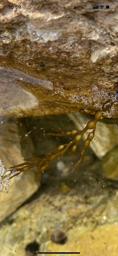 chain bladder kelp from Royal Palms State Beach, Los Angeles, CA, US on ...