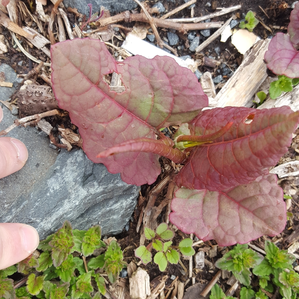 Reynoutria from Helipad, Unnamed Road, Halifax, NS B3H 4P6, Canada on ...