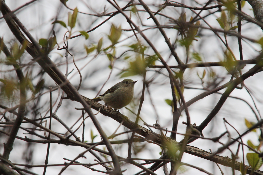 Ruby-crowned Kinglet from Waterfront Trail, Whitby, ON L1N 9Z7, Canada ...