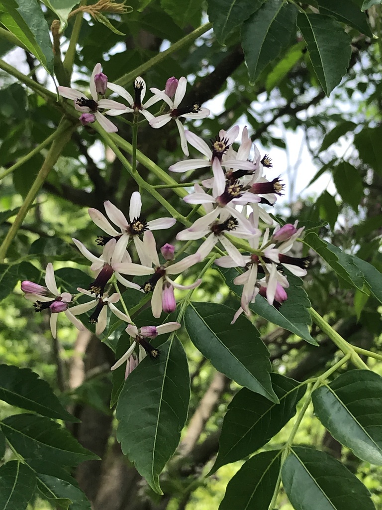Chinaberry from McDaniel Farm Park, Duluth, GA, US on May 02, 2021 at ...
