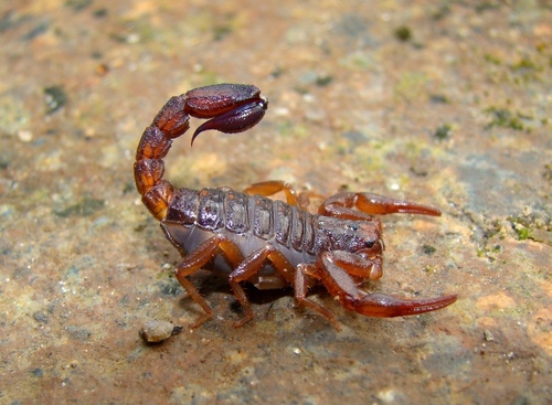 Genus Chactopsoides · iNaturalist