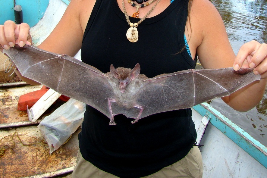 Big-eared Woolly Bat from Atabapo, 7101, Amazonas, Venezuela on August ...