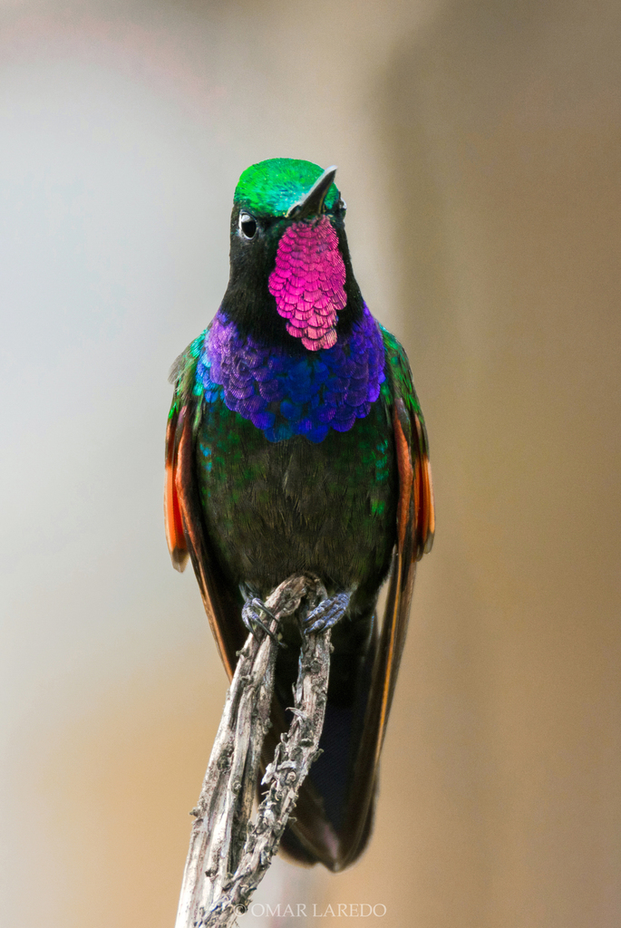 Colibrí Multicolor desde Oaxaca, México el 07 de octubre de 2017 a las ...