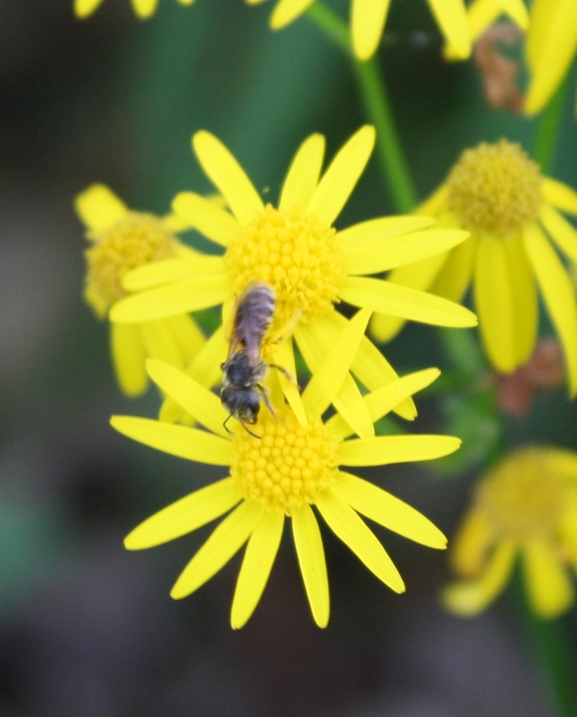 Ligated Furrow Bee from 4930 Delor St, St. Louis, MO 63109, USA on May ...