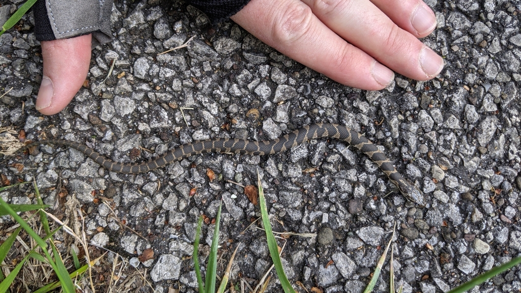 Common Watersnake from Hudson, OH, USA on May 02, 2021 at 05:39 PM by ...