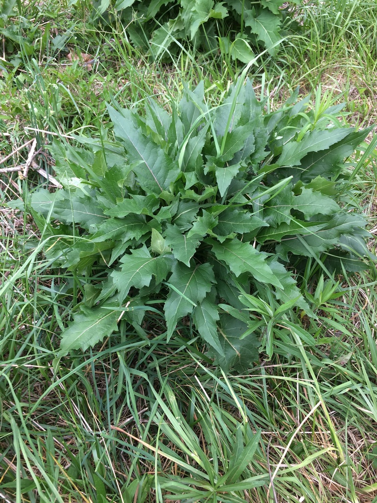 Kidney-leaf Rosinweed from Jacob's Nature Park, Johnson City, TN, US on ...