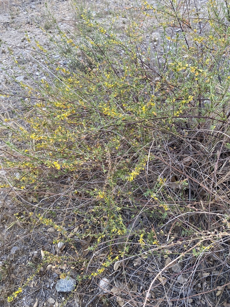 deerweed from North Arroyo, Pasadena, CA, US on April 30, 2021 at 07:07 ...