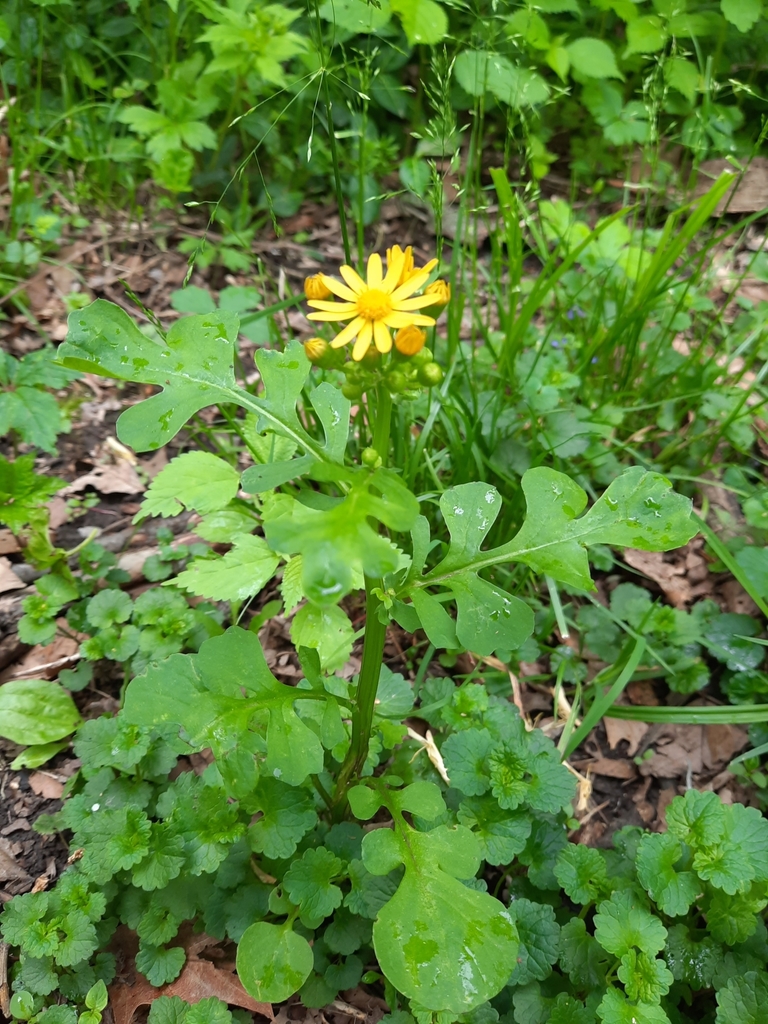 Butterweed from Swansea, IL, USA on May 02, 2021 at 02:53 PM by Christi ...