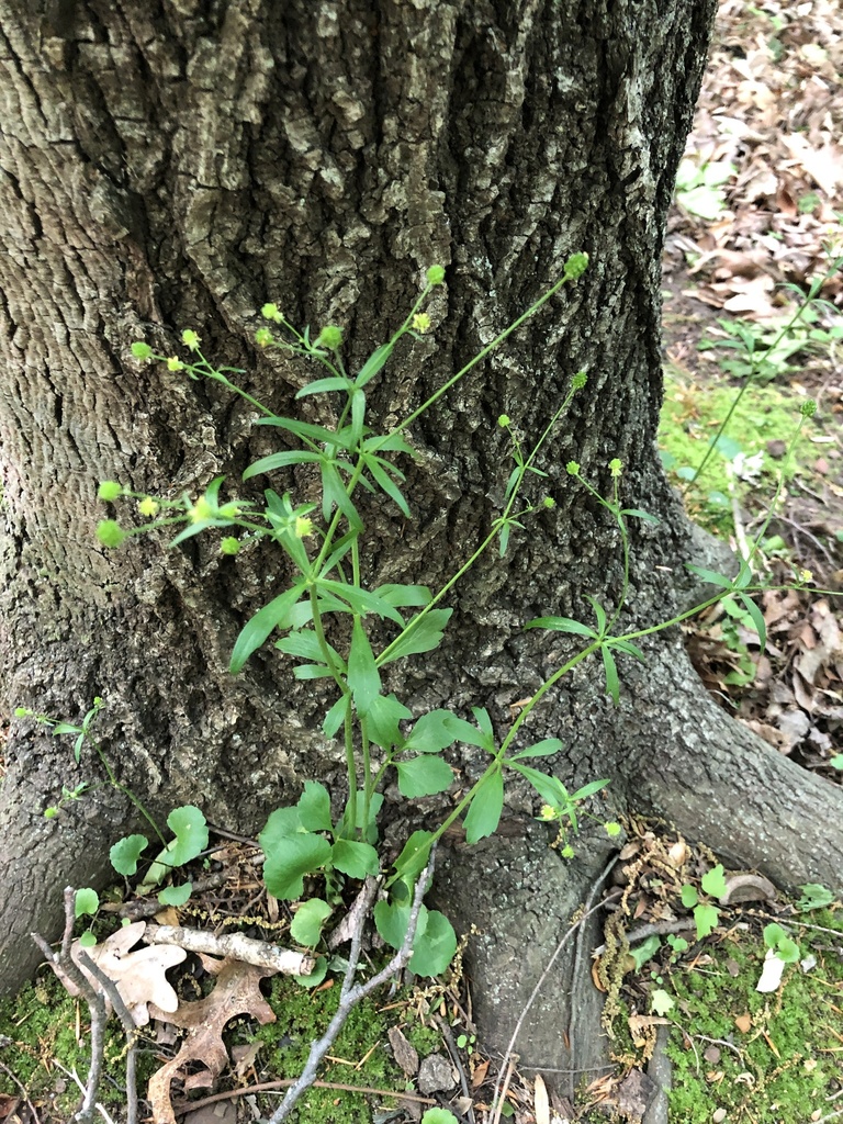 small-flowered buttercup from Ball's Bluff Battlefield Regional Park ...