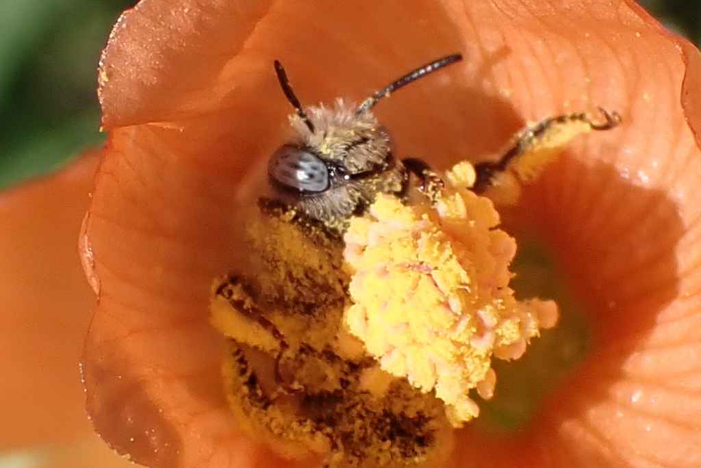 Globemallow chimney bees from South Mountain Village, Phoenix, AZ, USA ...