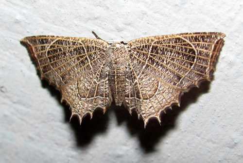 Epiplema reticulata · 愛自然-臺灣(iNaturalist Taiwan)