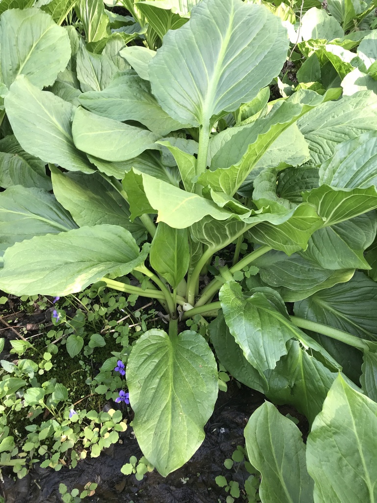 Eastern Skunk Cabbage from Lake Towhee Park, Quakertown, PA, US on May ...