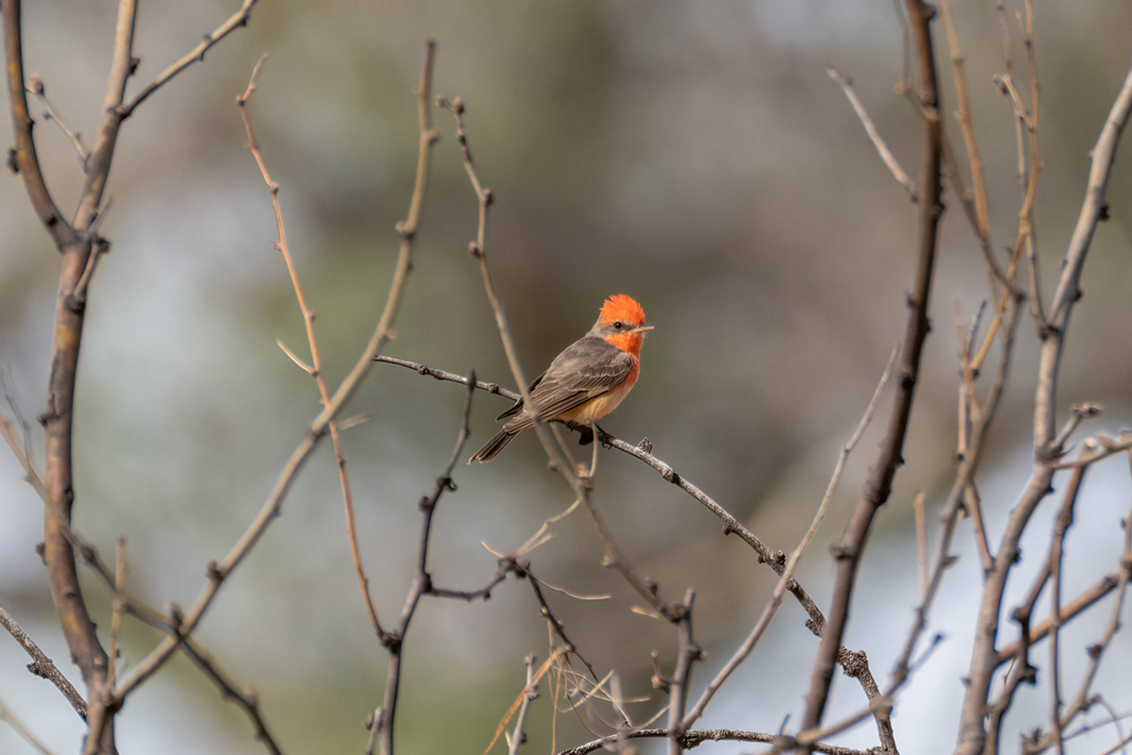 Vermilion Flycatcher in April 2021 by Dan LaVorgna. Note compact size ...