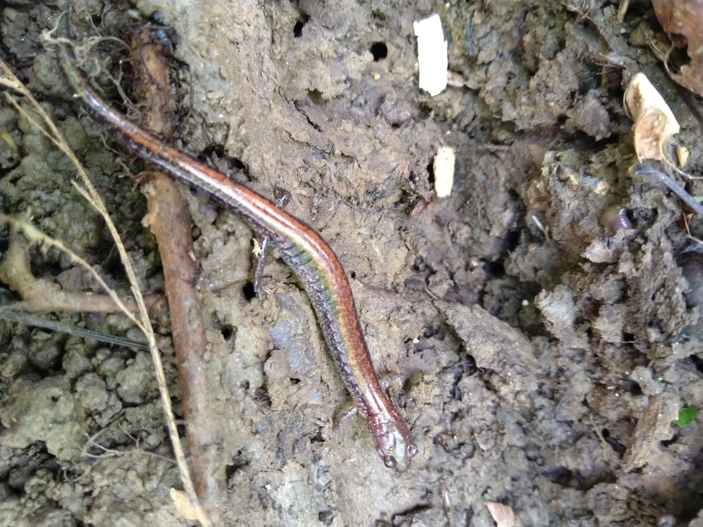 Eastern Red-backed Salamander from District Hyattsville 16, MD, USA on ...