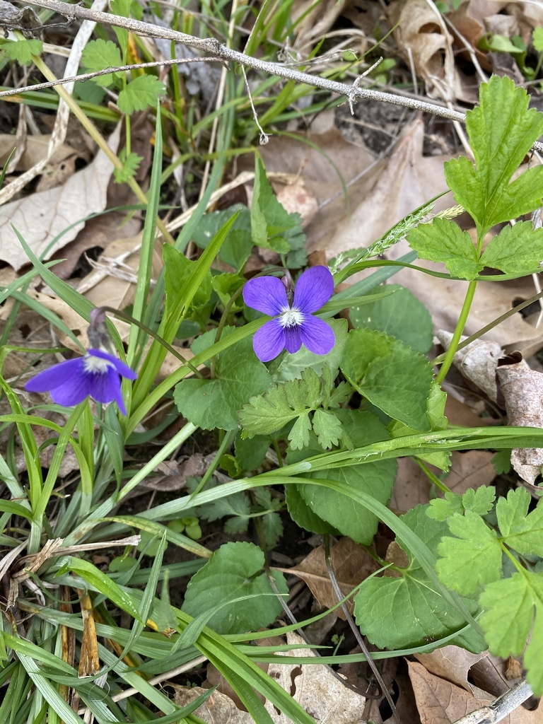 marsh blue violet from Southeastway Park, Indianapolis, IN, US on April ...