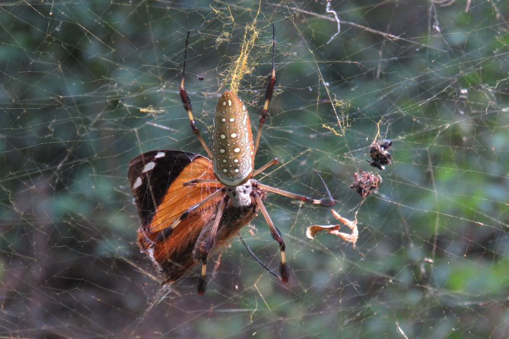Golden Silk Spider from Juticalpa, Honduras on May 2, 2021 at 09:08 AM ...