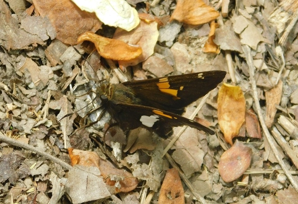 Silver-spotted Skipper from 151 W T. Weaver Boulevard, Asheville, NC ...