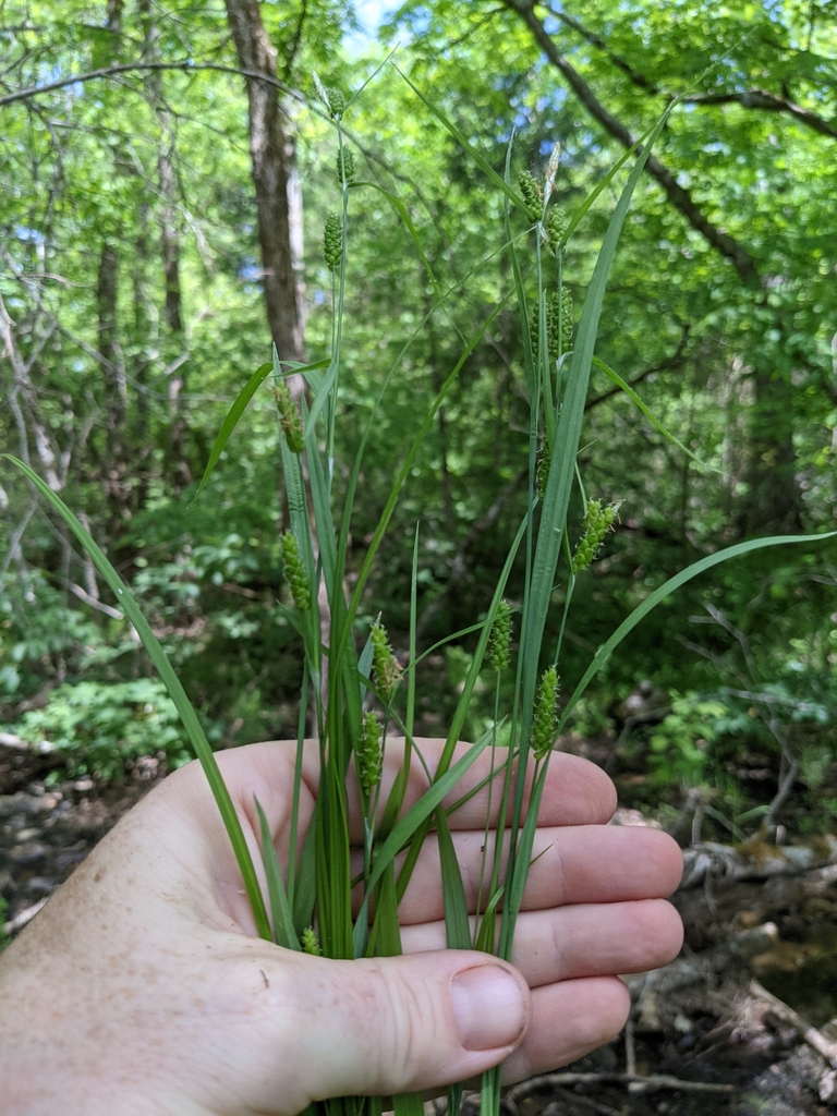 Limestone Meadow sedge in May 2021 by Eric Ungberg · iNaturalist