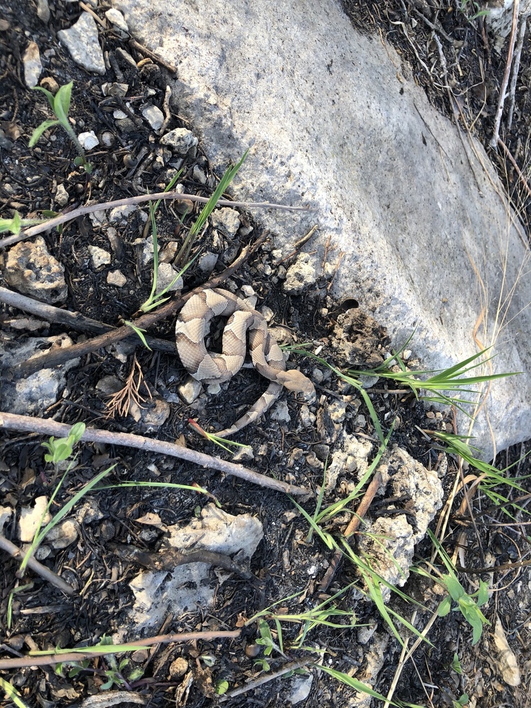 Eastern Copperhead in May 2021 by Dylan Stockman · iNaturalist