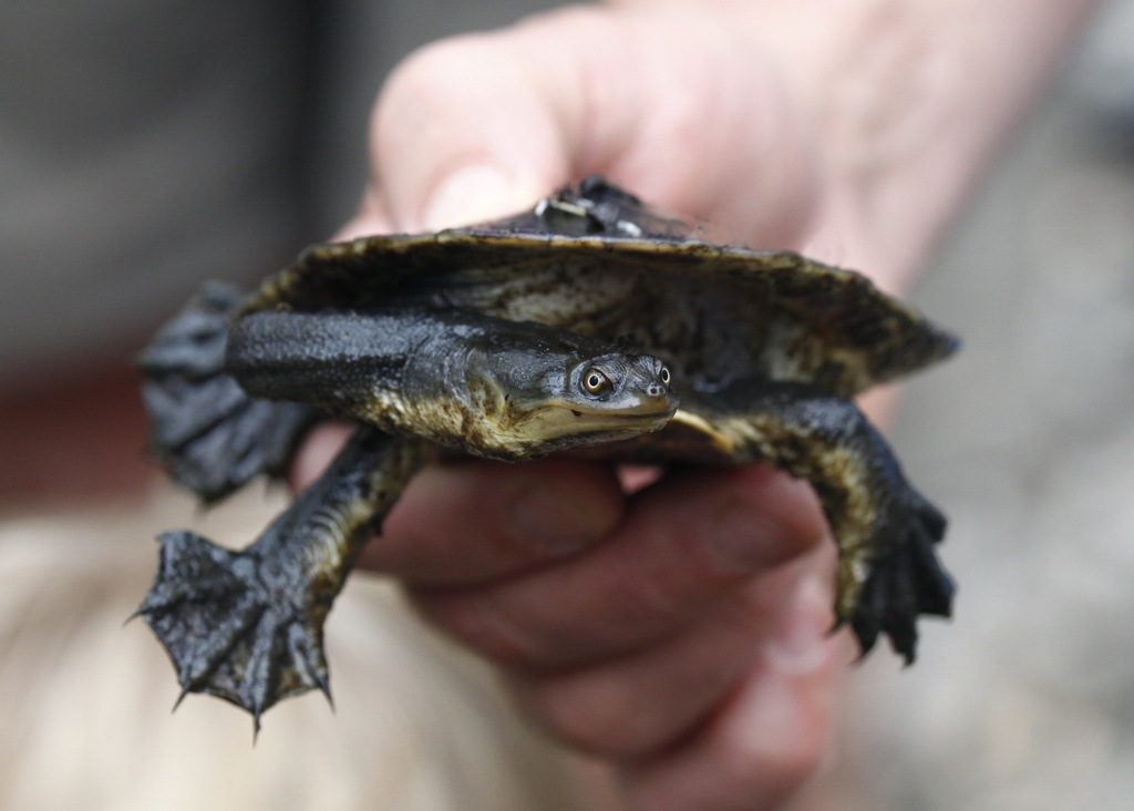 Broad-Shelled Turtle from Cobram East VIC 3644, Australia on March 12 ...