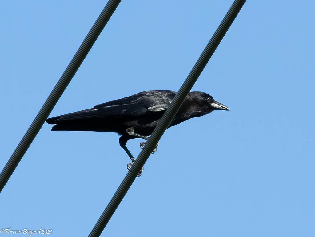 American Crow from North Burnet, Austin, TX, USA on May 02, 2021 at 05: ...