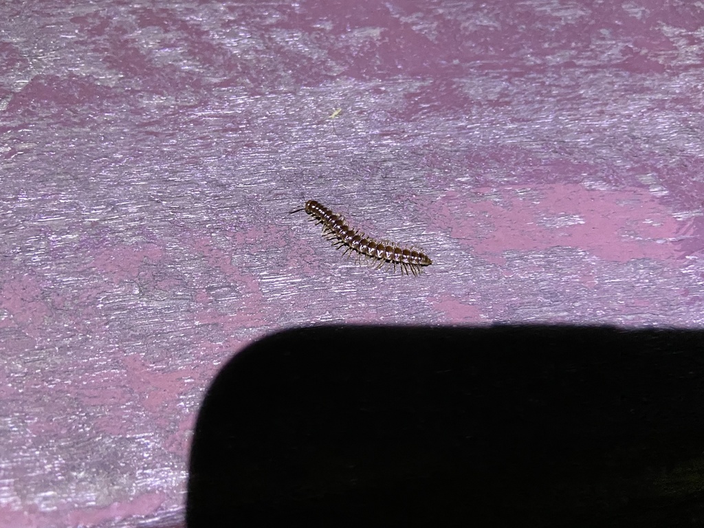 Greenhouse Millipede from 淡水區, TW on May 2, 2021 at 08:23 PM by 周珈竹 ...