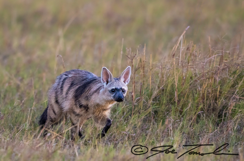 Southern Aardwolf in June 2018 by Joe Tomoleoni · iNaturalist