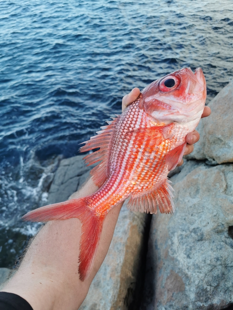 Bight Redfish in May 2021 by Stuart Mitten · iNaturalist