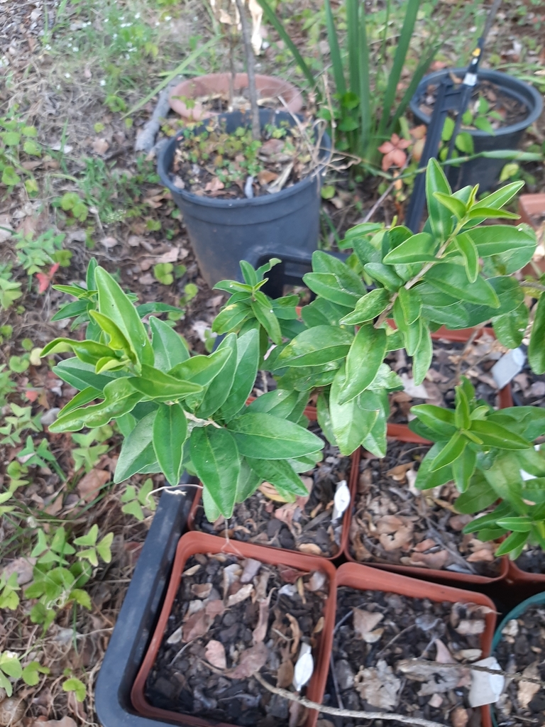 Water Berry from Riviera, Pretoria, 0084, South Africa on May 2, 2021 ...