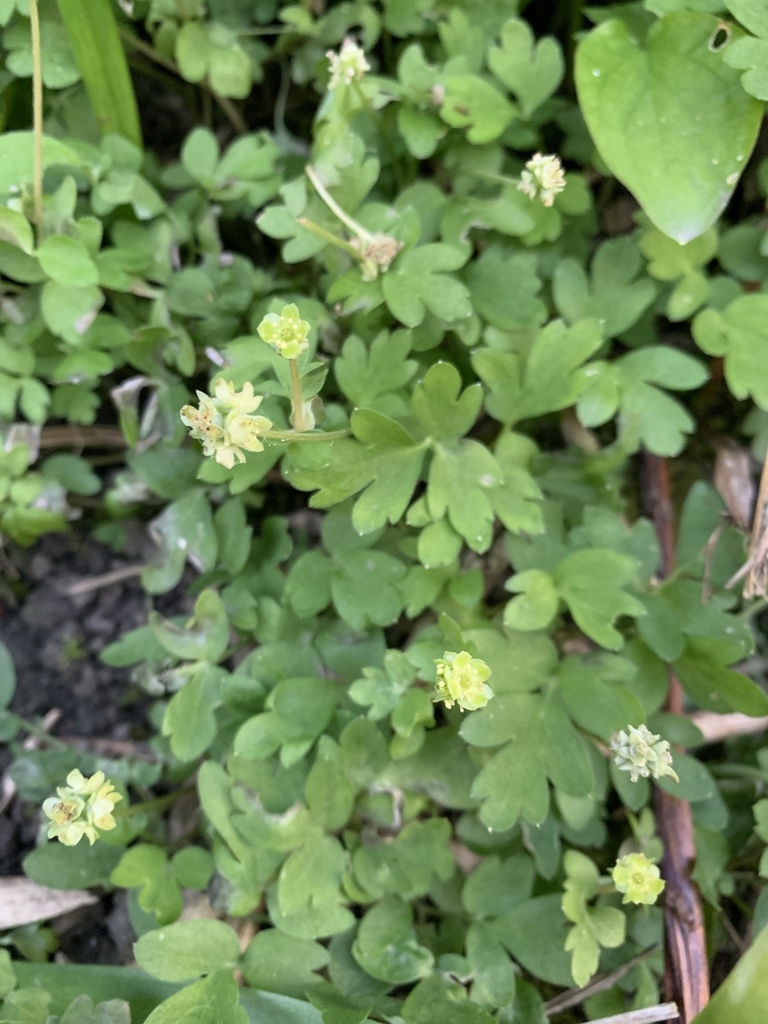 Moschatel from 5 Ashes Lane, Lancaster, England, GB on May 2, 2021 at ...