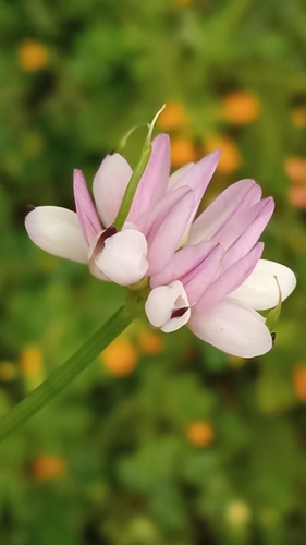 Securigera atlantica · iNaturalist