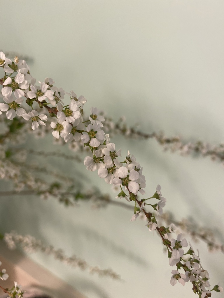 flowering plants from High Rock, Gloucester, MA, US on May 3, 2021 at ...