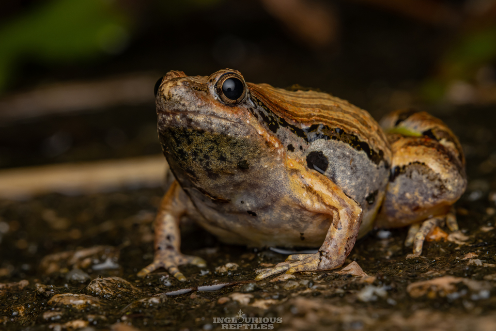 Beautiful Pygmy Frog in May 2021 by Artur Tomaszek · iNaturalist