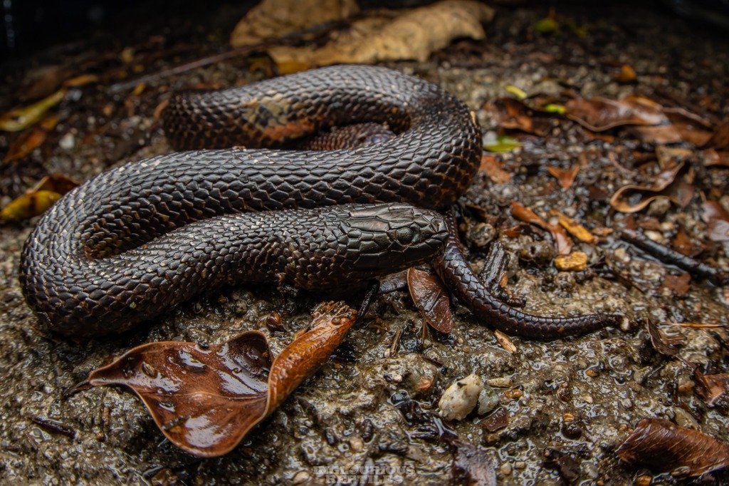 Chinese Water Snake in May 2021 by Artur Tomaszek · iNaturalist